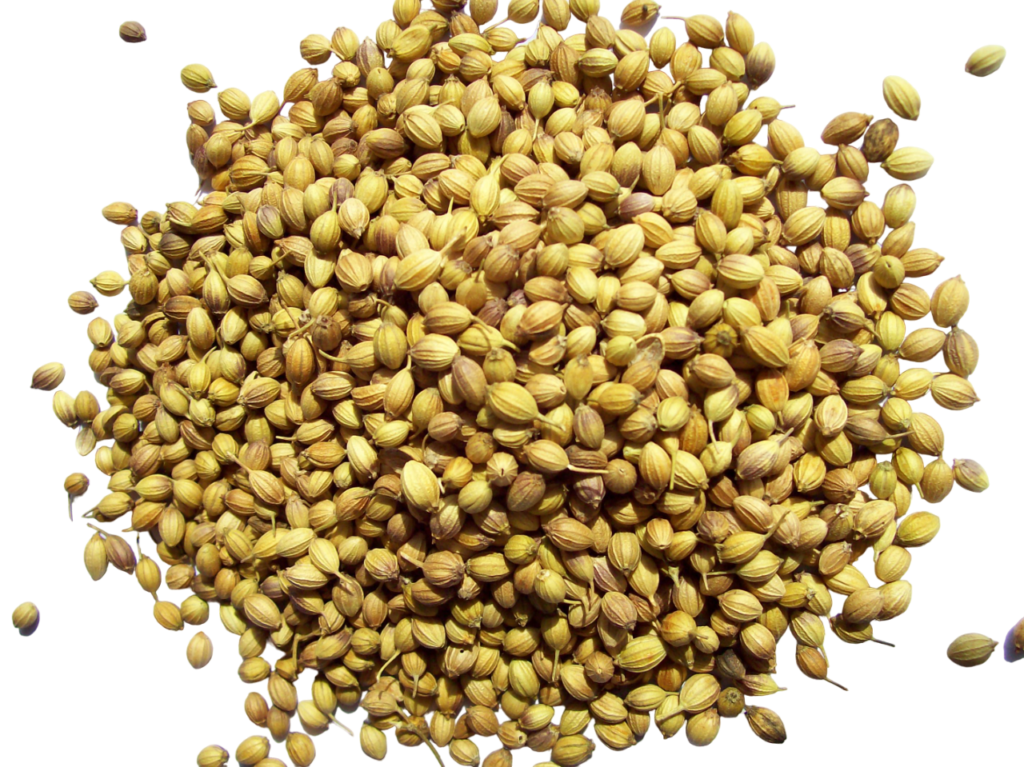 Coriander Seeds Exporter | Premium Whole Dhaniya Seeds from Pakistan ...
