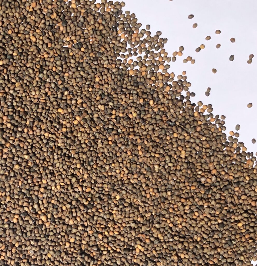 Rocket seed - Harmain Globals